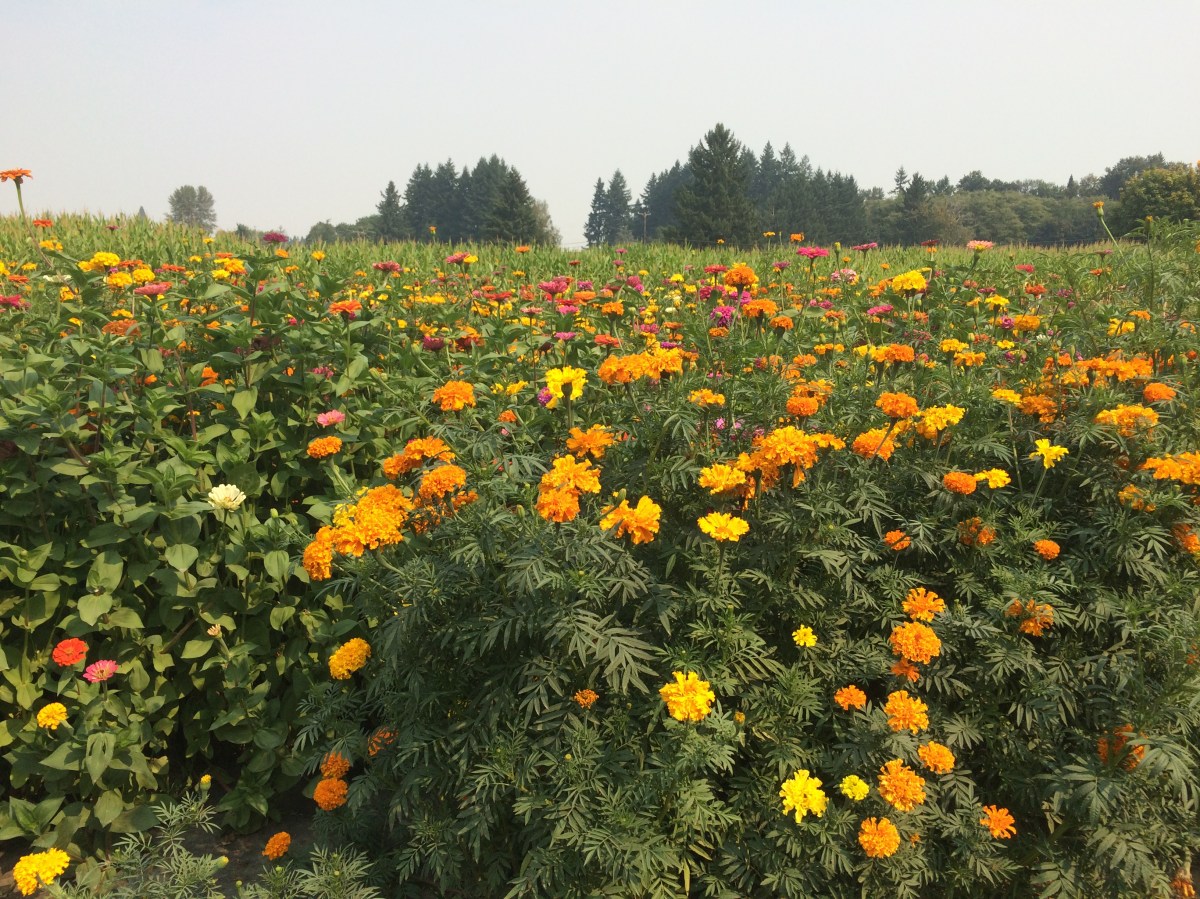 In appreciation of Oregon’s Century Farms | Dede's Books and blog